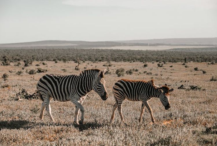 Geografi Kelas XI SMA: 8 Persebaran Flora dan Fauna di Dunia Menurut ...