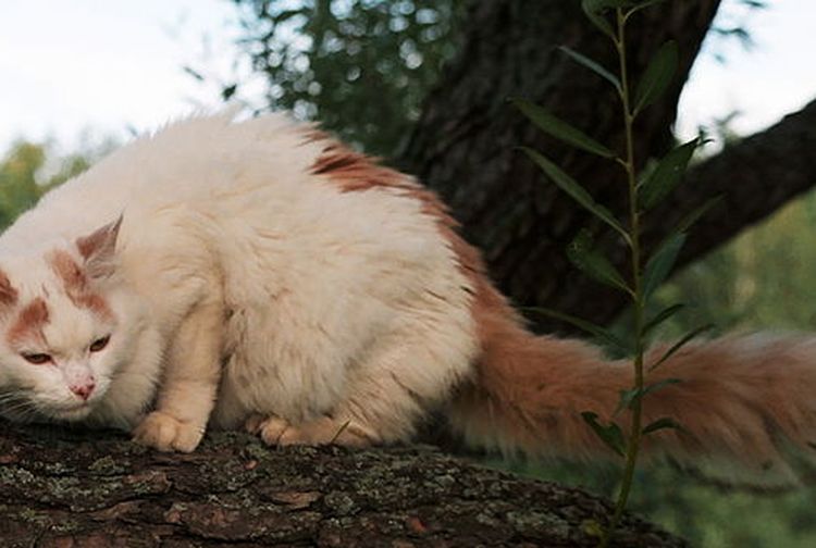 12 Fakta Menarik Turkish Van, Kucing Putih Besar yang Jago Berenang - Kids