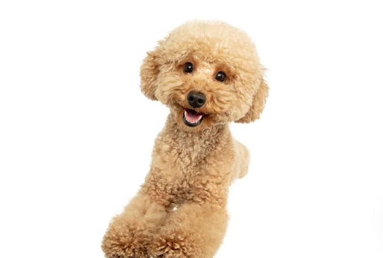 10 Ras Anjing yang Ramah untuk Keluarga, Ada Labrador hingga Poodle - Kids