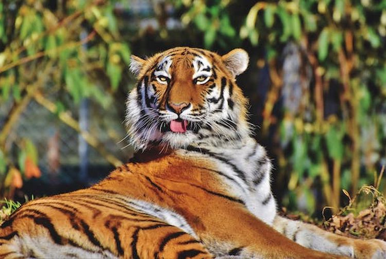 Berperan Penting bagi Ekosistem, Apa yang akan Terjadi Jika Harimau ...