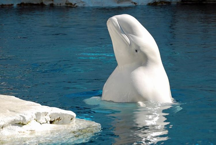 8 Fakta Menarik Paus Beluga, Ikan Paus yang Terlihat Selalu Tersenyum ...