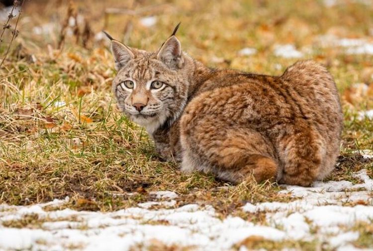 Mengenal Bobcat, Kucing Liar Amerika yang Berpenampilan Unik - Kids