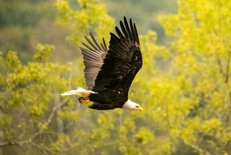 Jadi Simbol Nasional Amerika Serikat, Ini 5 Keistimewaan Burung Elang ...