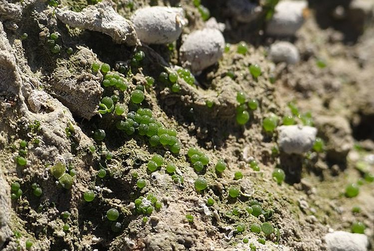 Seperti Apa Bentuk Bunga Terkecil di Dunia? #AkuBacaAkuTahu - Kids