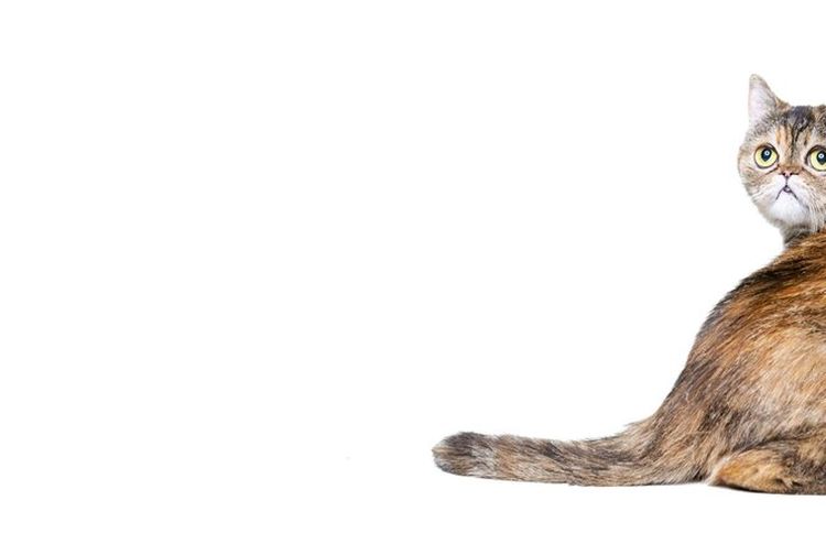 9 Arti dari Pose Ekor Kucing yang Perlu Kamu Tahu, Apa Saja? - Kids