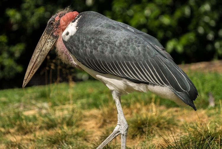 Peneliti Temukan Fosil Burung Predator Raksasa di Antarktika, Seperti ...