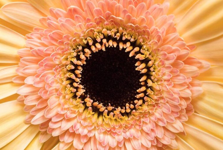 Mengenal 5 Struktur dan Bagian Bunga, Tak Hanya Benang Sari dan Putik ...