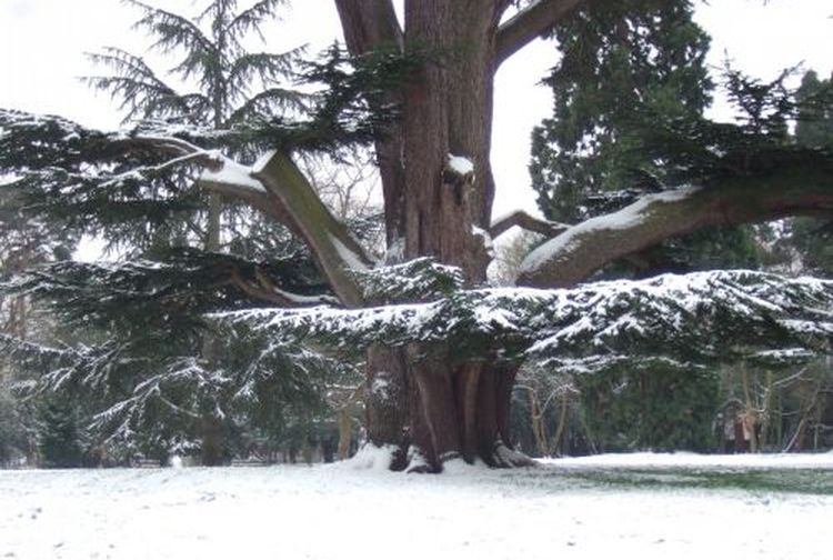 13 Fakta Menarik Pohon Cedar yang Pertama Kali Ditemukan di Wilayah ...