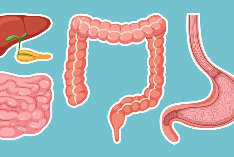 Apa Saja Tanda-Tanda Usus yang Bermasalah? Simak Penjelasannya - Kids