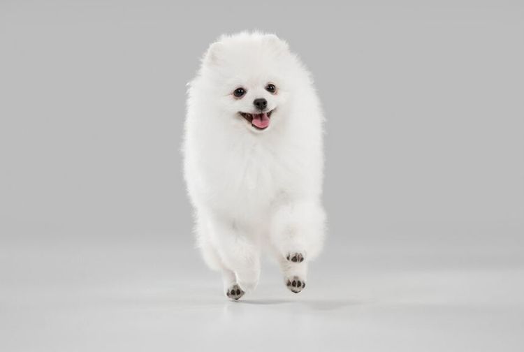 10 Fakta Menarik Pomeranian, Ras Anjing Kecil yang Aktif dan Cerdas - Kids