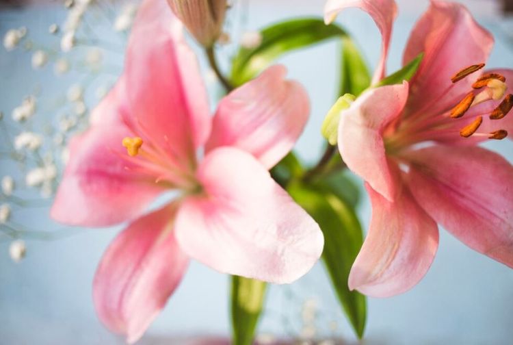 Mengenal Bagian-Bagian Bunga dan Fungsinya, Mahkota hingga Putik - Kids