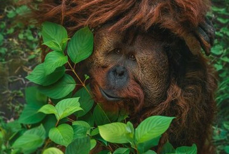 17 Fakta Menarik Orangutan, Kera Besar Penjaga Hutan Indonesia - Kids