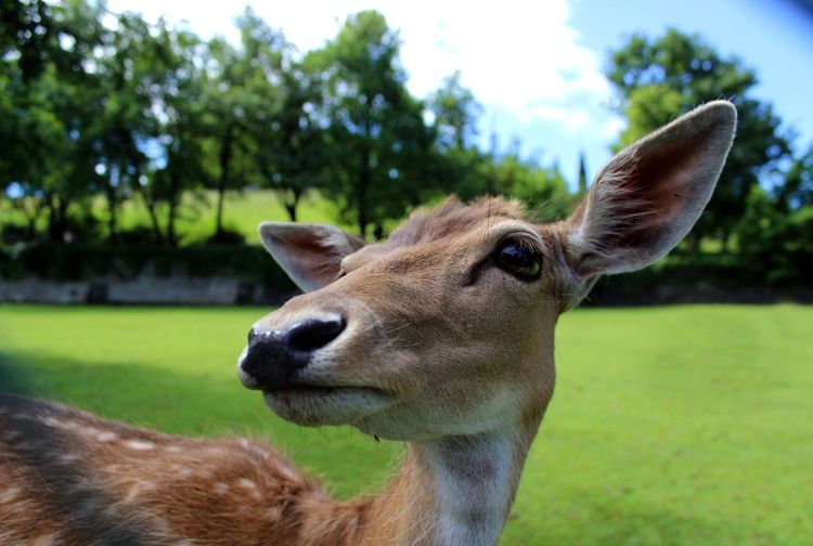 15 Fakta Menarik Kijang, Hewan Nokturnal yang Dikenal Gesit Berlari - Kids