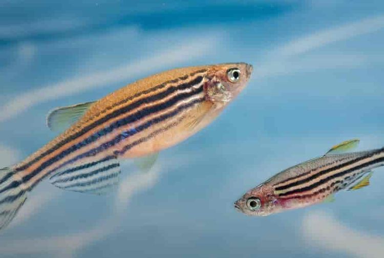 15 Fakta Menarik Ikan Zebra, Spesies Ikan Hias yang Pernah Menjelajah ...