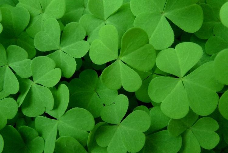 7 Manfaat Daun Semanggi, Tanaman Air Berdaun Empat Pereda Demam - Kids