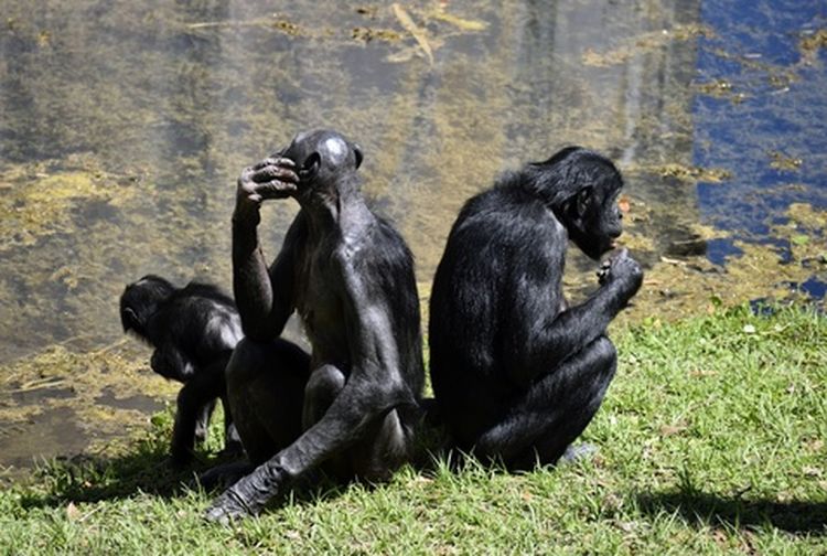 15 Fakta Menarik Bonobo, Simpanse Kerdil Endemik Kongo Afrika - Kids