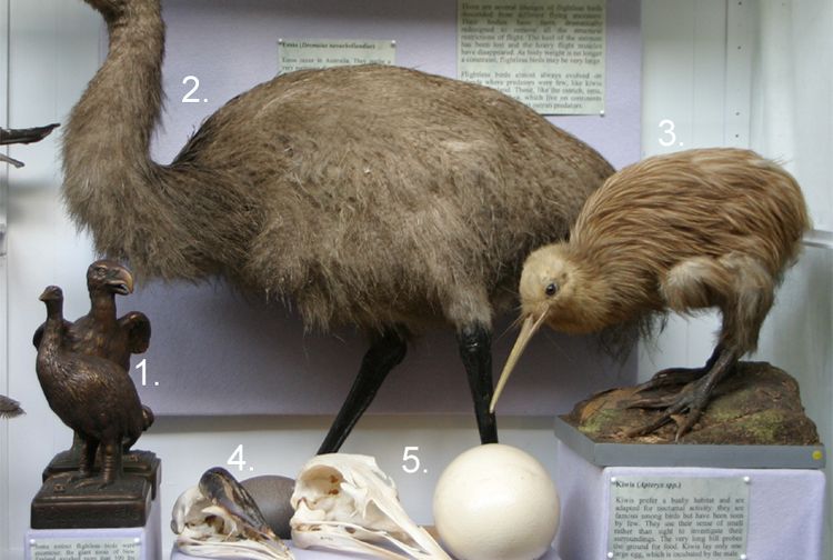 15 Fakta Menarik Burung Gajah, Aves Raksasa dari Pulau Madagaskar - Kids