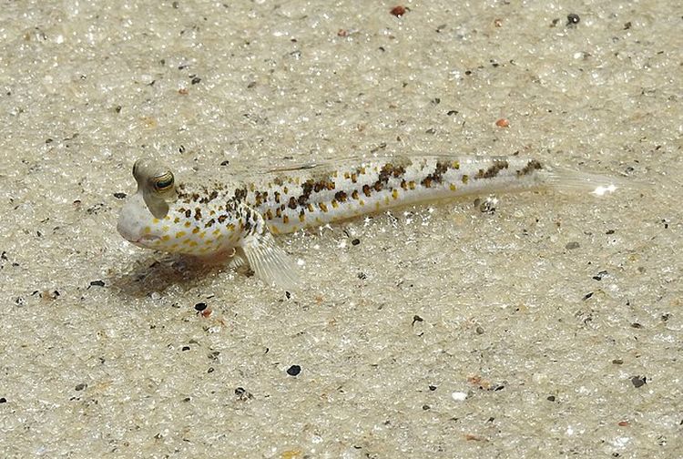 15 Fakta Menarik Tembakul, Ikan Amfibi yang Jago Melompat dan Memanjat ...