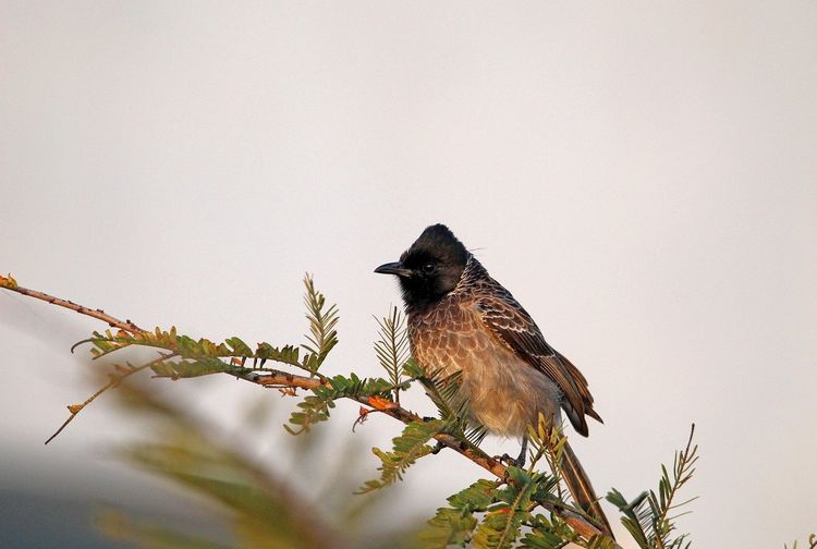 15 Fakta Menarik Bulbul, Si Penyanyi Malam Hari yang Pemalu - Kids