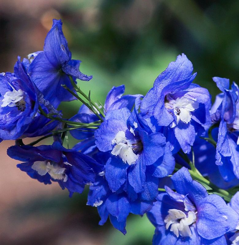 Berita Bunga Larkspur Terbaru Hari Ini - Bobo