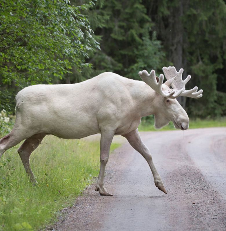 Berita White Moose Terbaru Hari Ini - Bobo