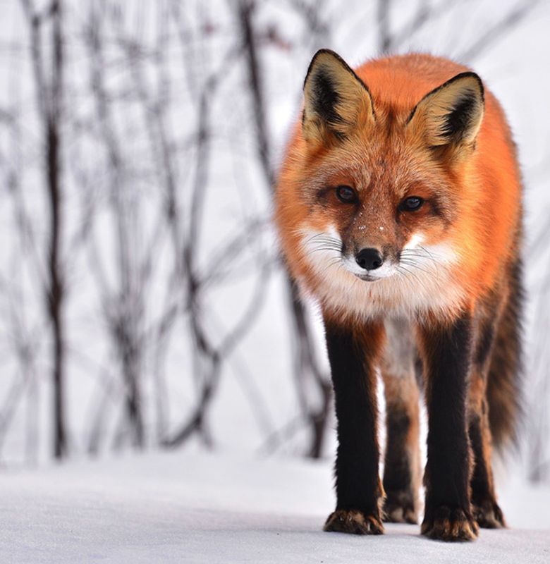 Berita Mengenal Rubah Lebih Dekat Terbaru Hari Ini - Bobo