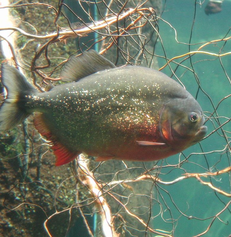 Ikan Piranha