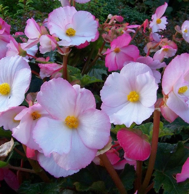 Berita Bunga Begonia Terbaru Hari Ini - Bobo