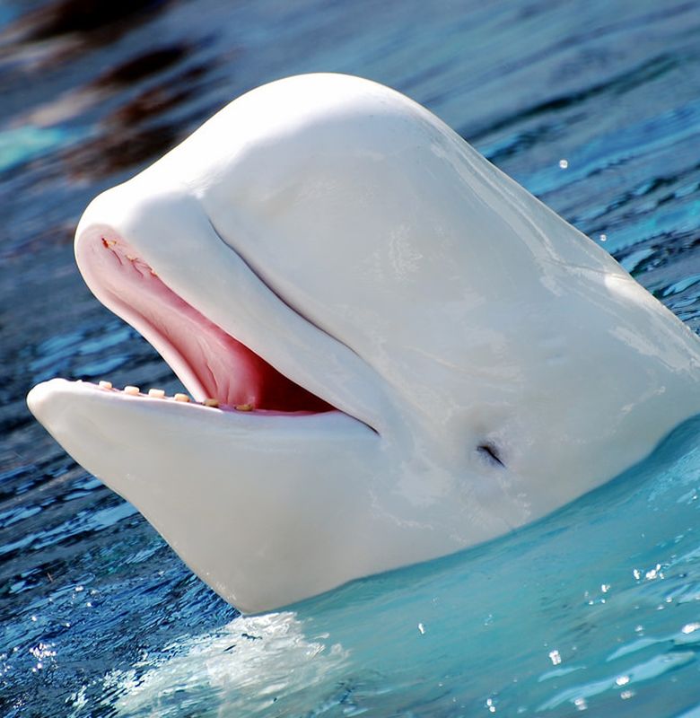 Berita Puus Putih Terbaru Hari Ini - Bobo