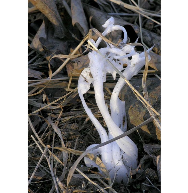 Berita Frozen Flower Terbaru Hari Ini - Bobo