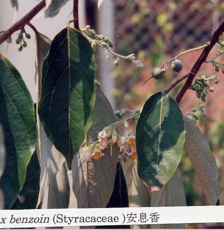 Berita Getah Kemenyan Terbaru Hari Ini - Bobo