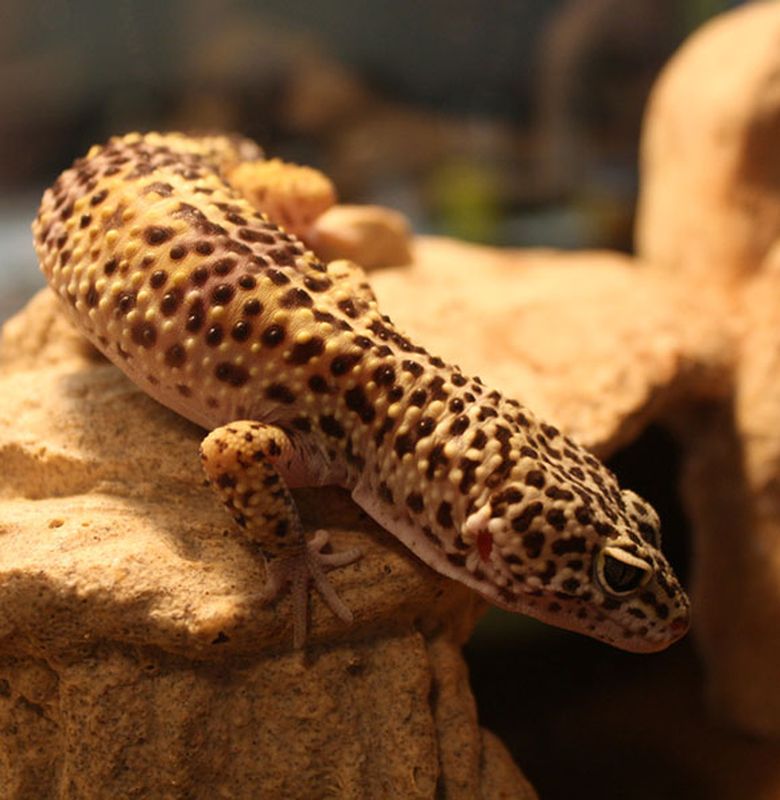 Berita Tokek Hias Terbaru Hari Ini - Bobo