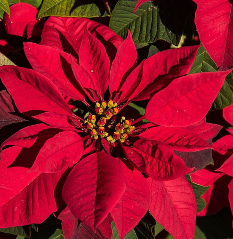 Berita Si Bunga Natal Terbaru Hari Ini - Bobo