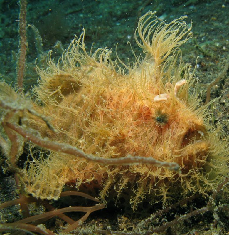 Berita Hairy Frogfish Terbaru Hari Ini - Bobo