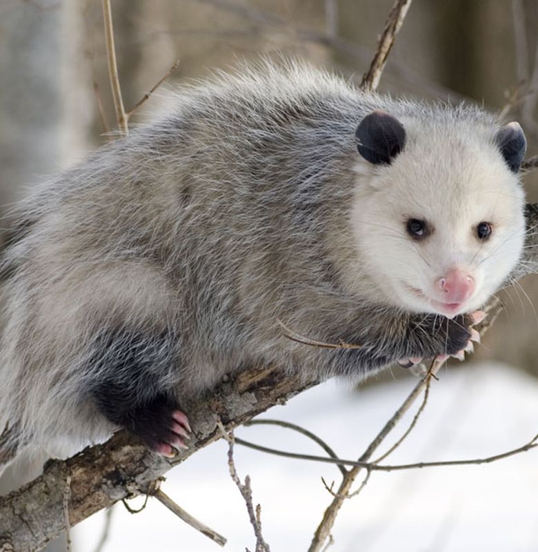 Berita Binatang Berkantung Terbaru Hari Ini - Bobo