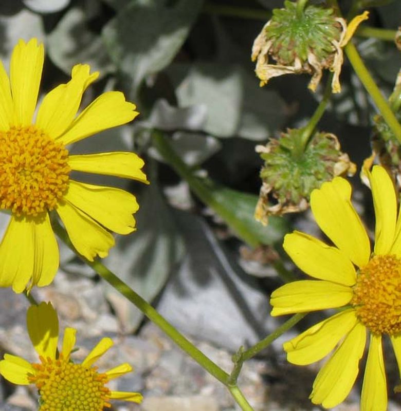 Berita Bunga Padang Pasir Terbaru Hari Ini - Bobo