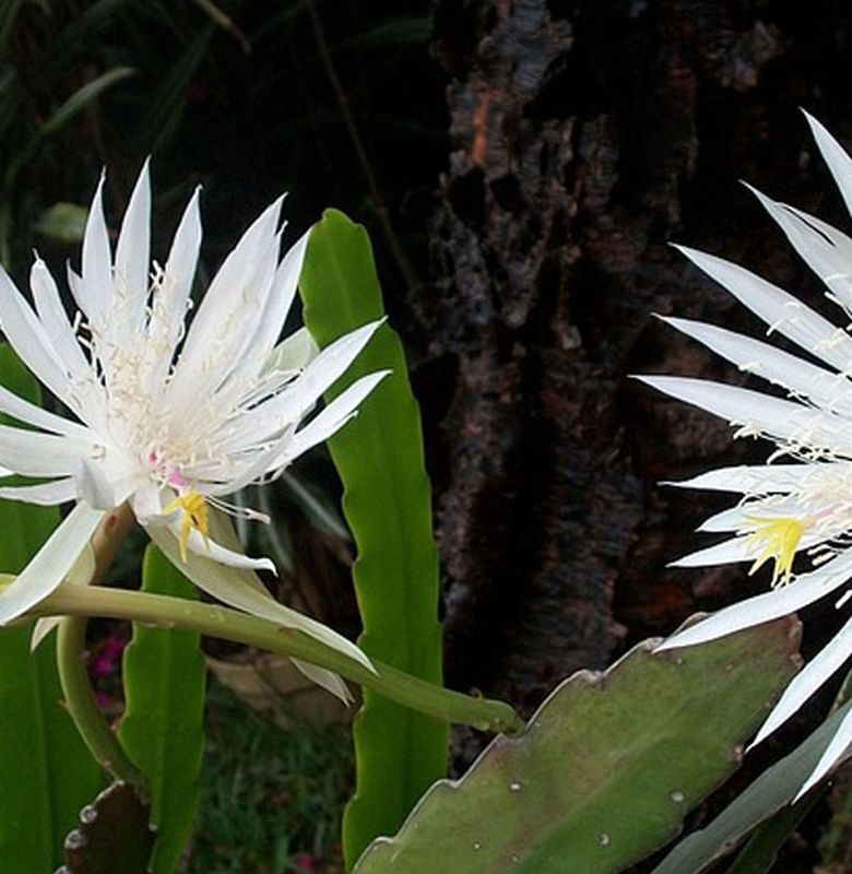 Berita Bunga Kadupul Terbaru Hari Ini - Bobo