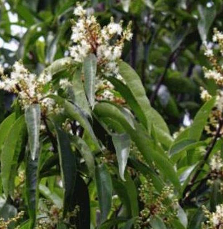 Berita Pohon Loba Terbaru Hari Ini - Bobo