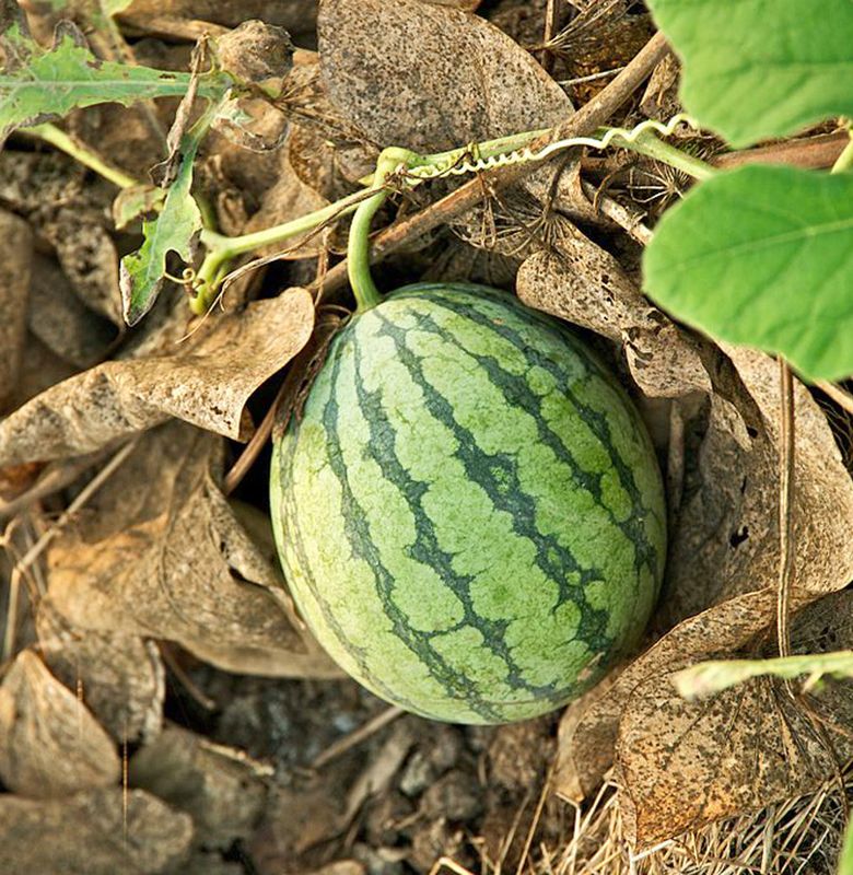 Berita Fakta Unik Semangka Terbaru Hari Ini - Bobo