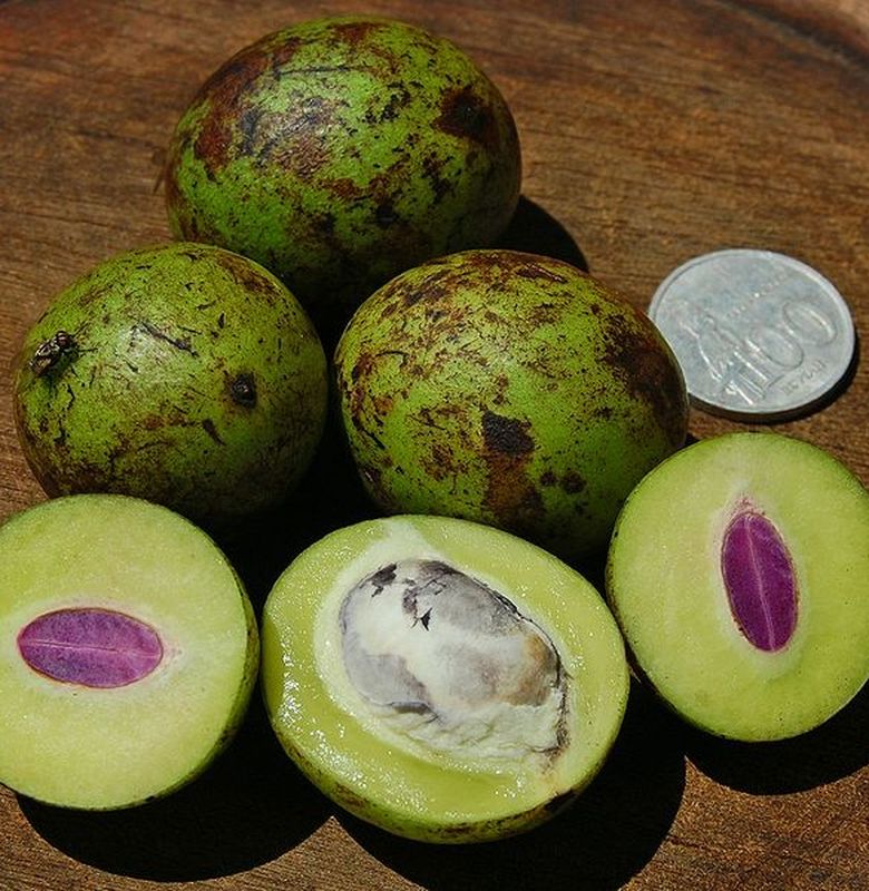 Berita Pohon Gandaria Terbaru Hari Ini - Bobo