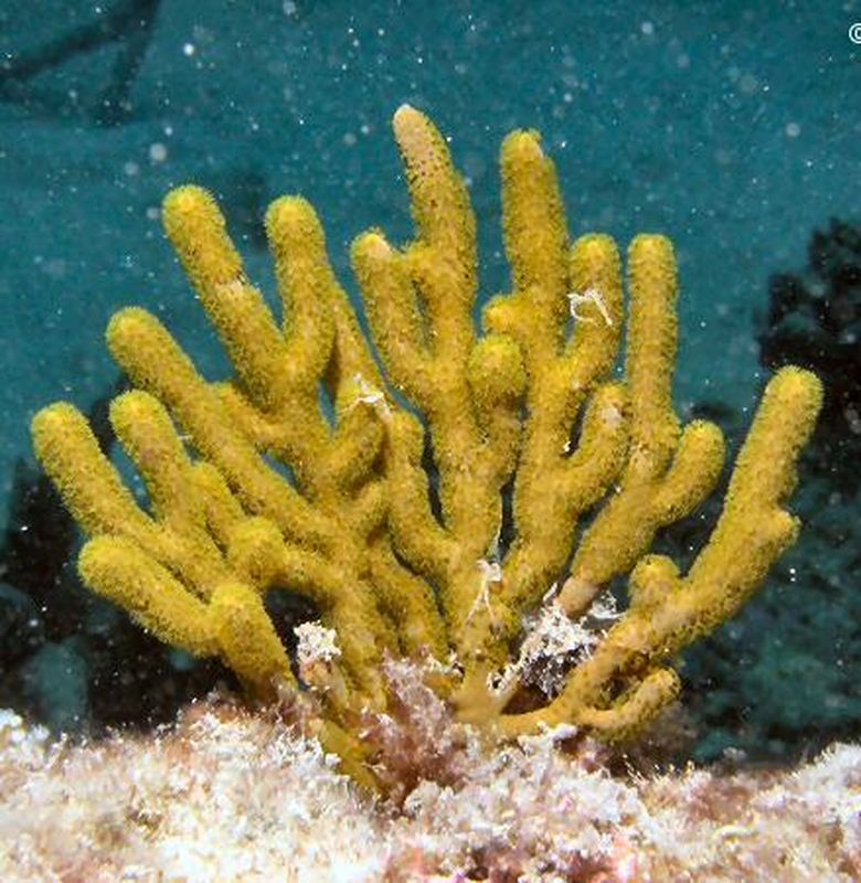 Berita Bambu Laut Terbaru Hari Ini - Bobo