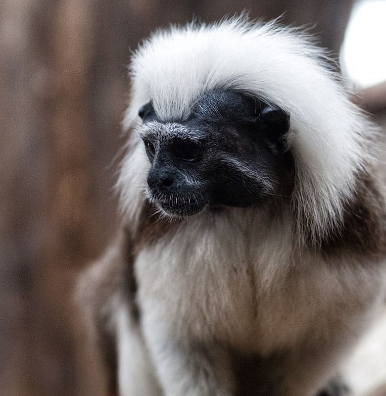 Berita Memiliki Bulu Yang Lembut Terbaru Hari Ini - Bobo