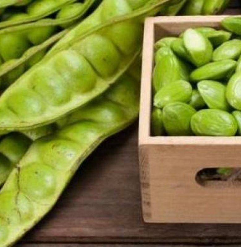 Berita Tanaman Petai Terbaru Hari Ini - Bobo