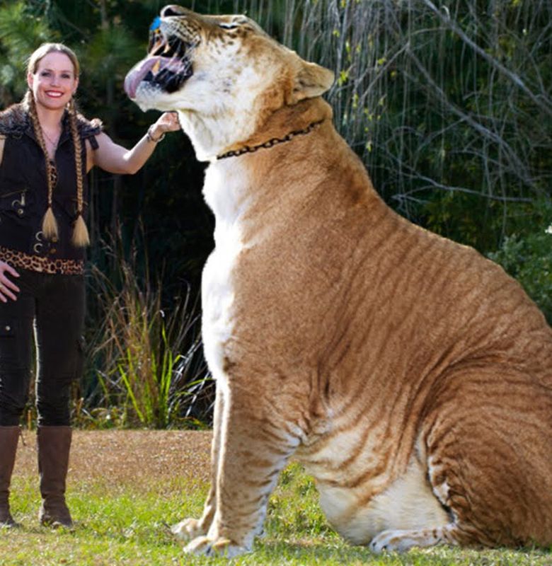 Berita Simau Terbaru Hari Ini - Bobo