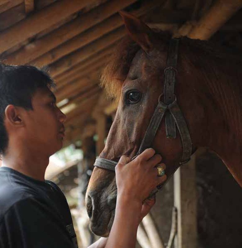 Berita Kuda Kuningan Terbaru Hari Ini - Bobo