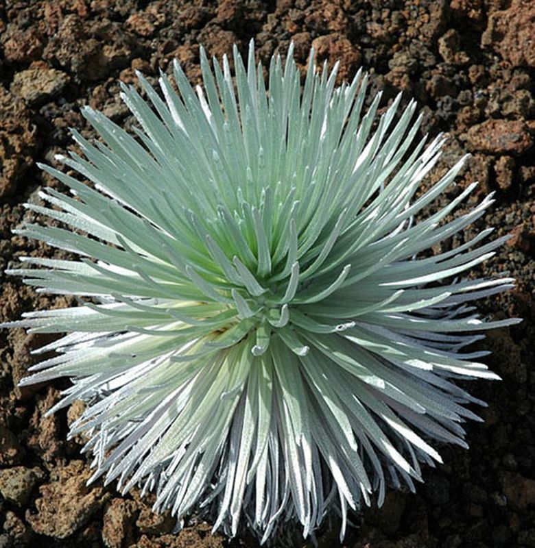 Berita Silversword Terbaru Hari Ini - Bobo