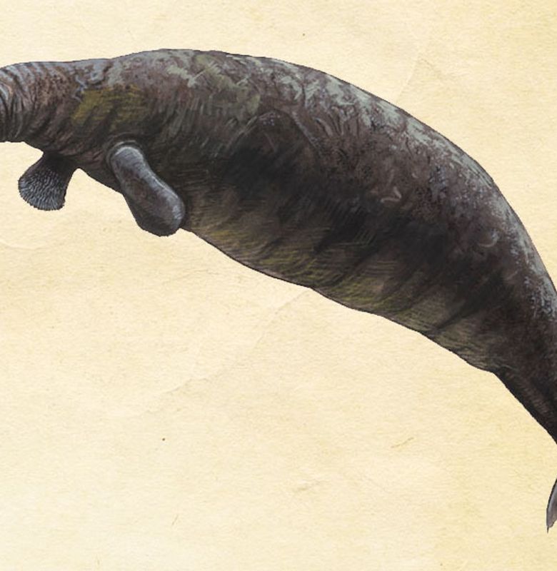 Berita Pencemaran Di Laut Terbaru Hari Ini - Bobo