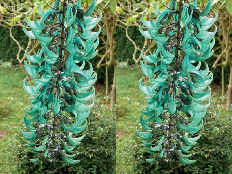 Mau Pilh Tanaman Rambat untuk Atap Carport? Ini 6 Jenis yang Bisa Dipilih!