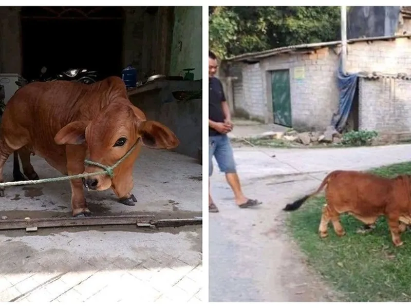 Viral Foto Sapi Pendek di Media Sosial, Ternyata Hasil Rekayasa Genetik