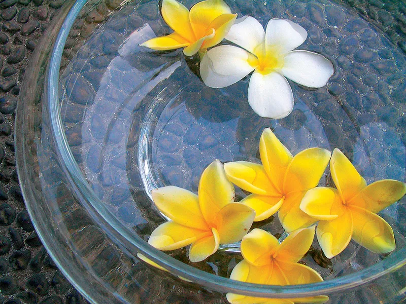 Jarang Diketahui, Ternyata Bunga yang Sering di Makam Ini Cantik ...